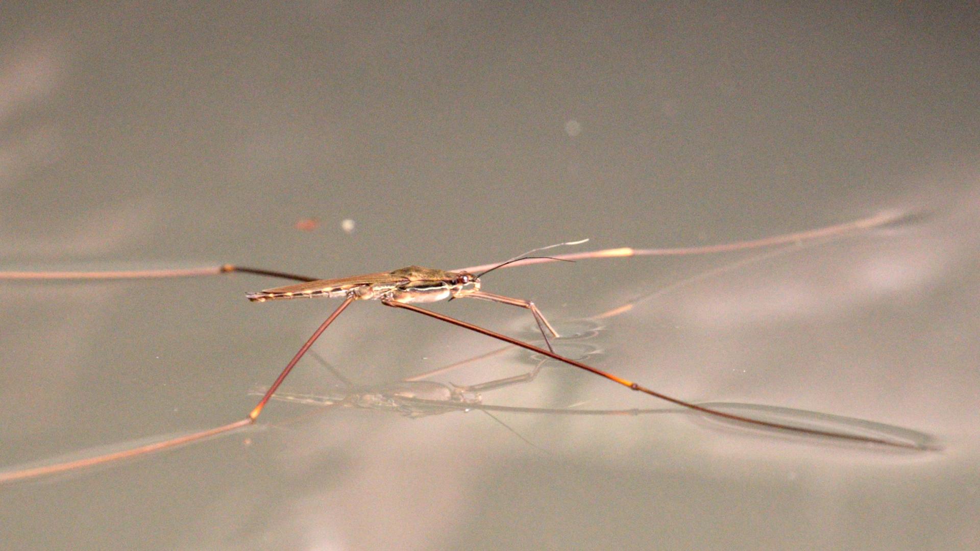 Story of the Tiny Series | Episode 8: Walk on water - CGTN