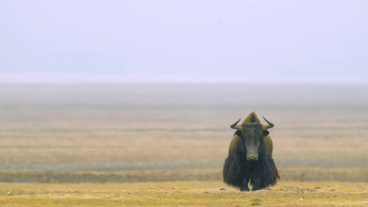 Yak vs. Wolf: The ultimate battle of brains vs. brawn - CGTN