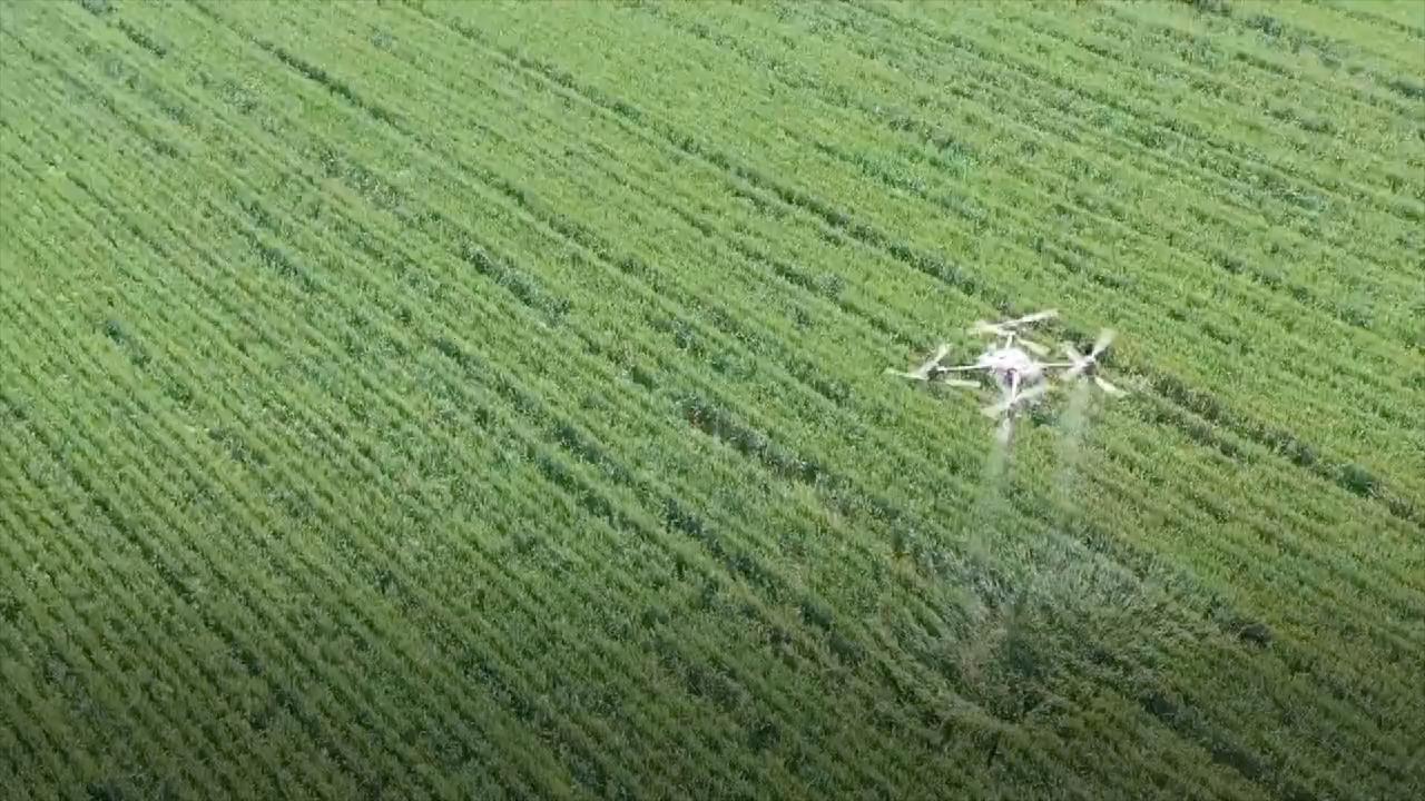 Drones used for spraying pesticides in E China - CGTN