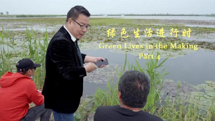 Restoration Efforts Revitalize The Natural Beauty Of Lake Baiyangdian Cgtn