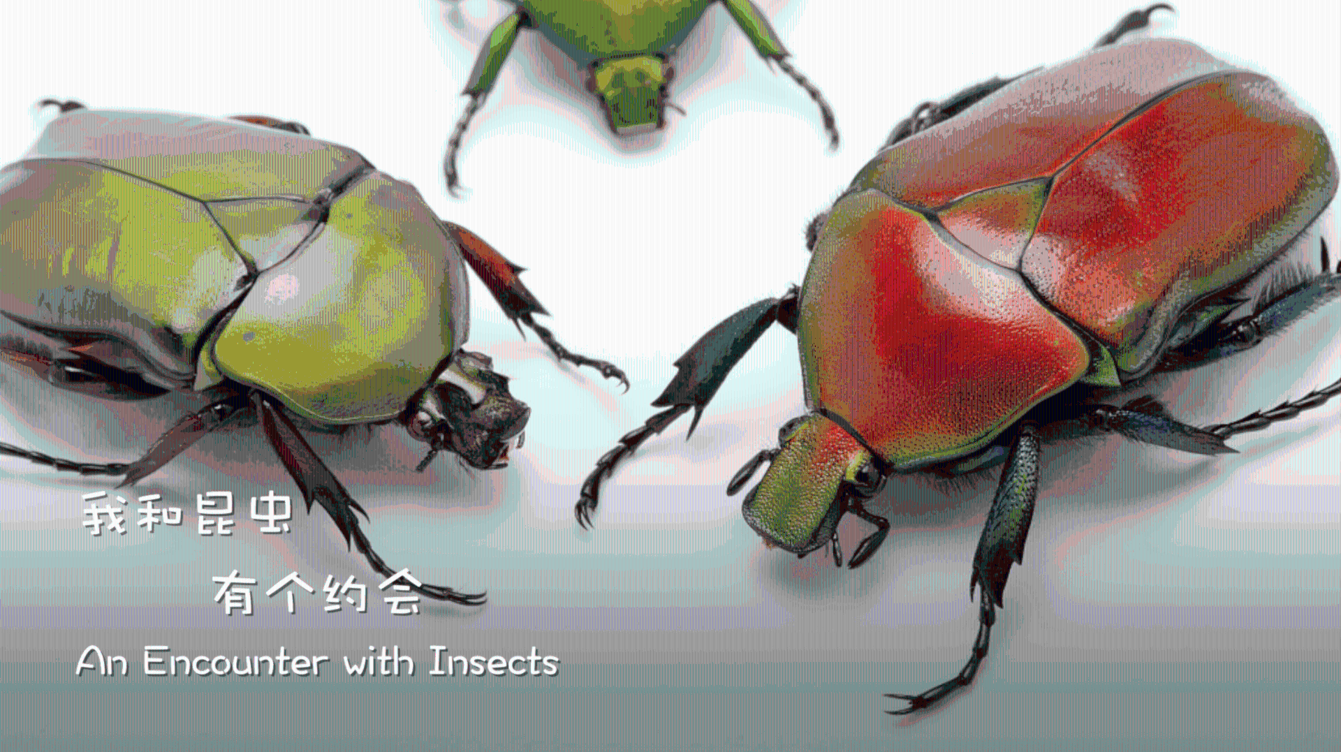 An Encounter with Insects - CGTN