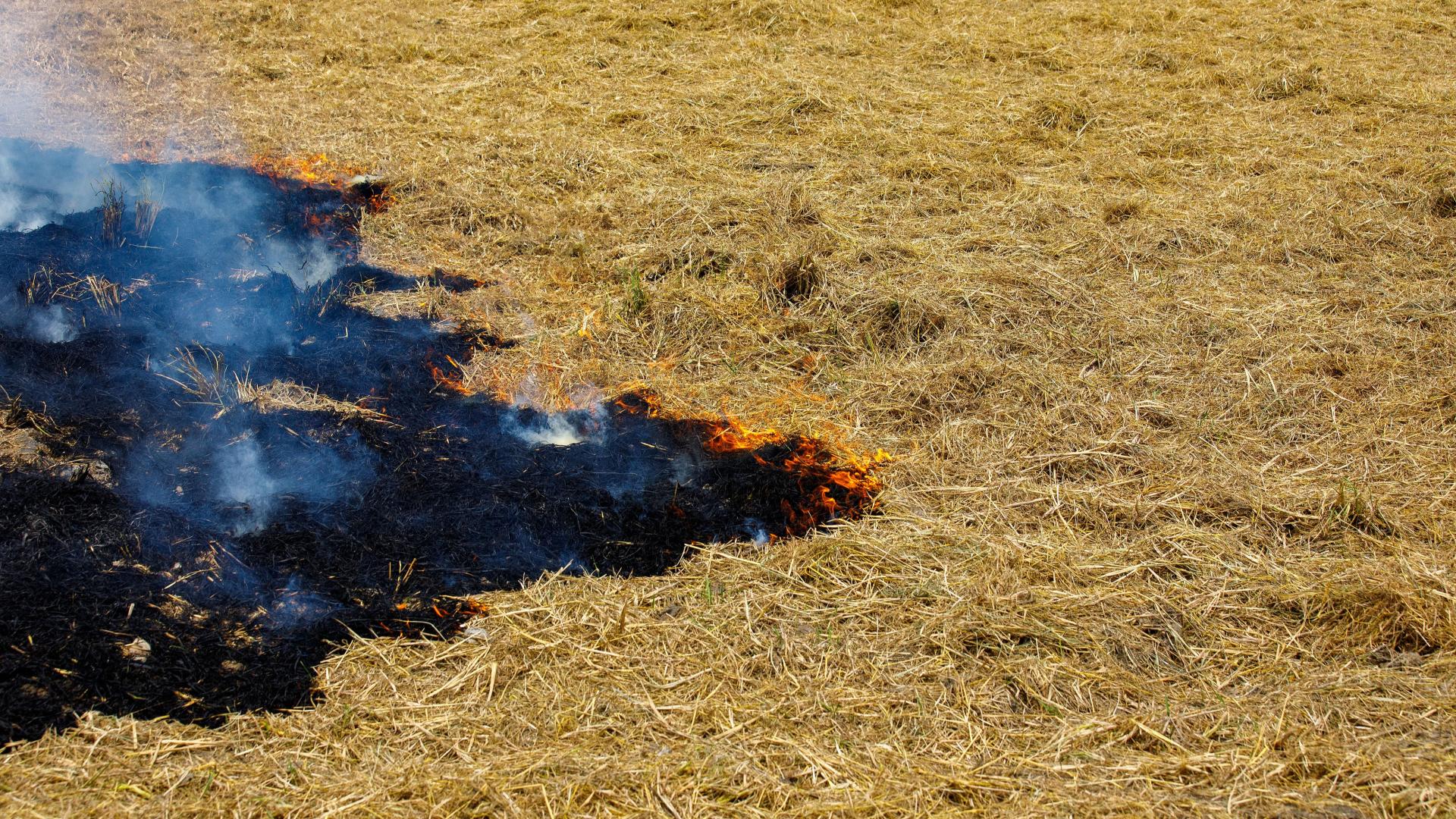 Expert: Thresholds of temperature change lead to animal extinctions - CGTN
