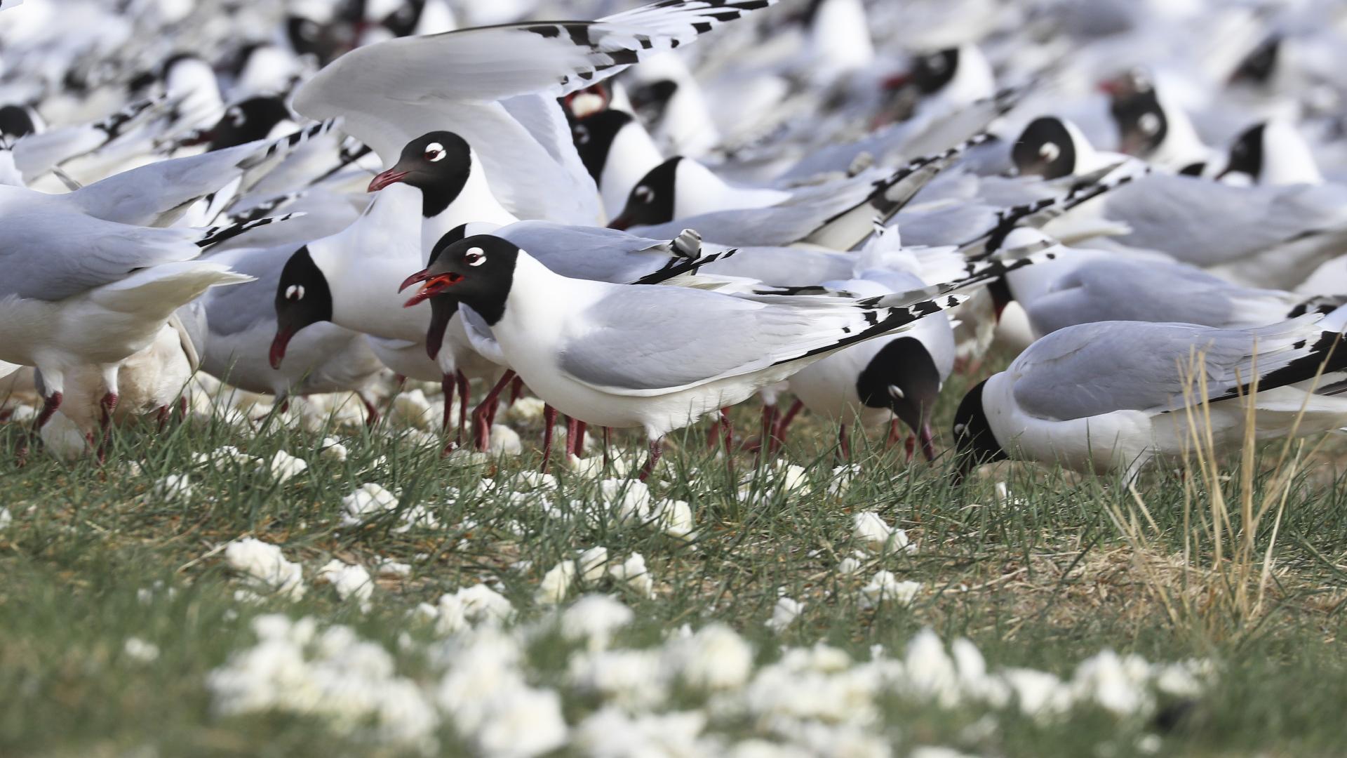 May 22 marks International Biological Diversity Day - CGTN