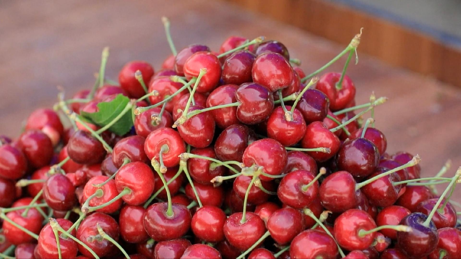 Cherry growing helps increase income, boost rural tourism in Shache - CGTN