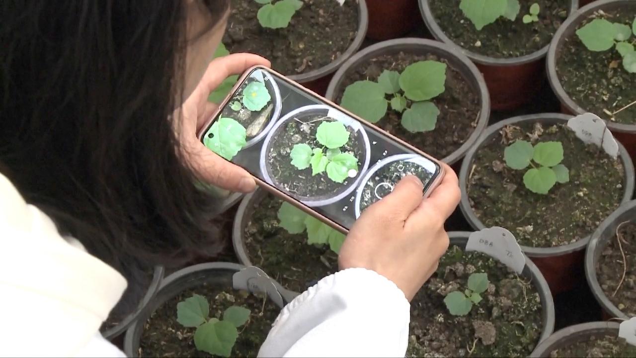 Space seeds are sprouting! Do you expect the first batch of flowers? - CGTN