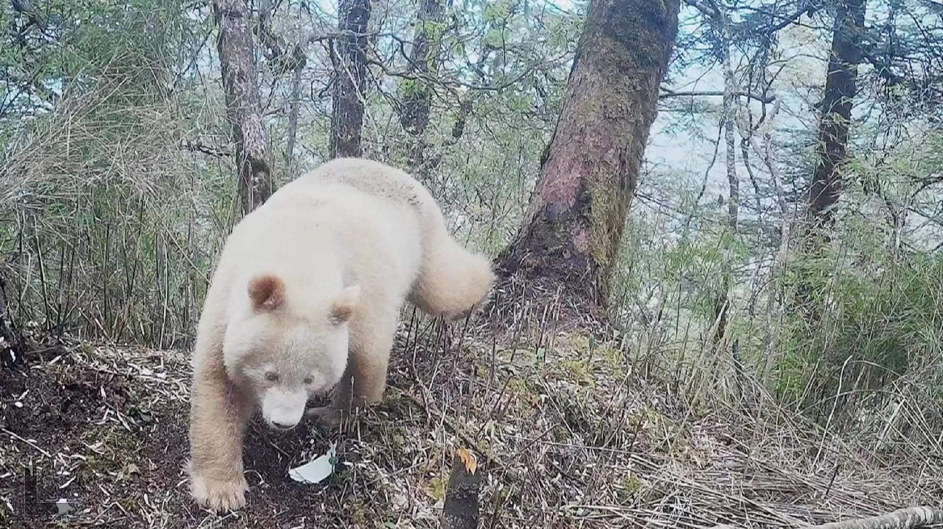 Rare all-white panda spotted in SW China's Sichuan Province - CGTN
