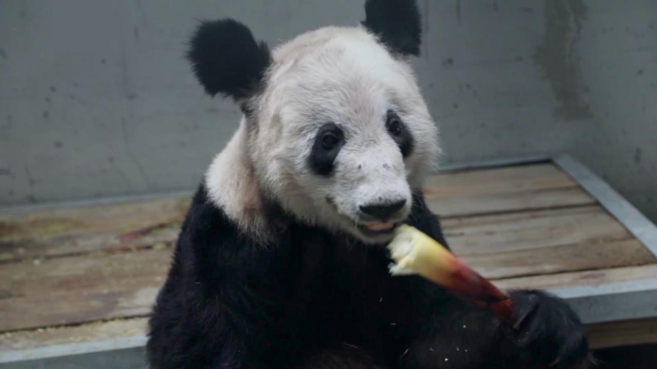 Giant panda Ya Ya arrives safely in Beijing - CGTN