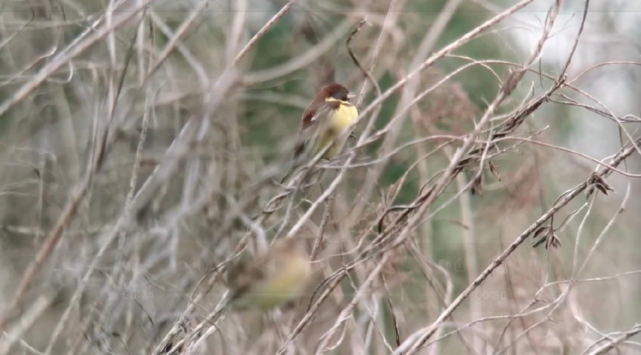 Endangered yellow-breasted buntings appear in E China - CGTN