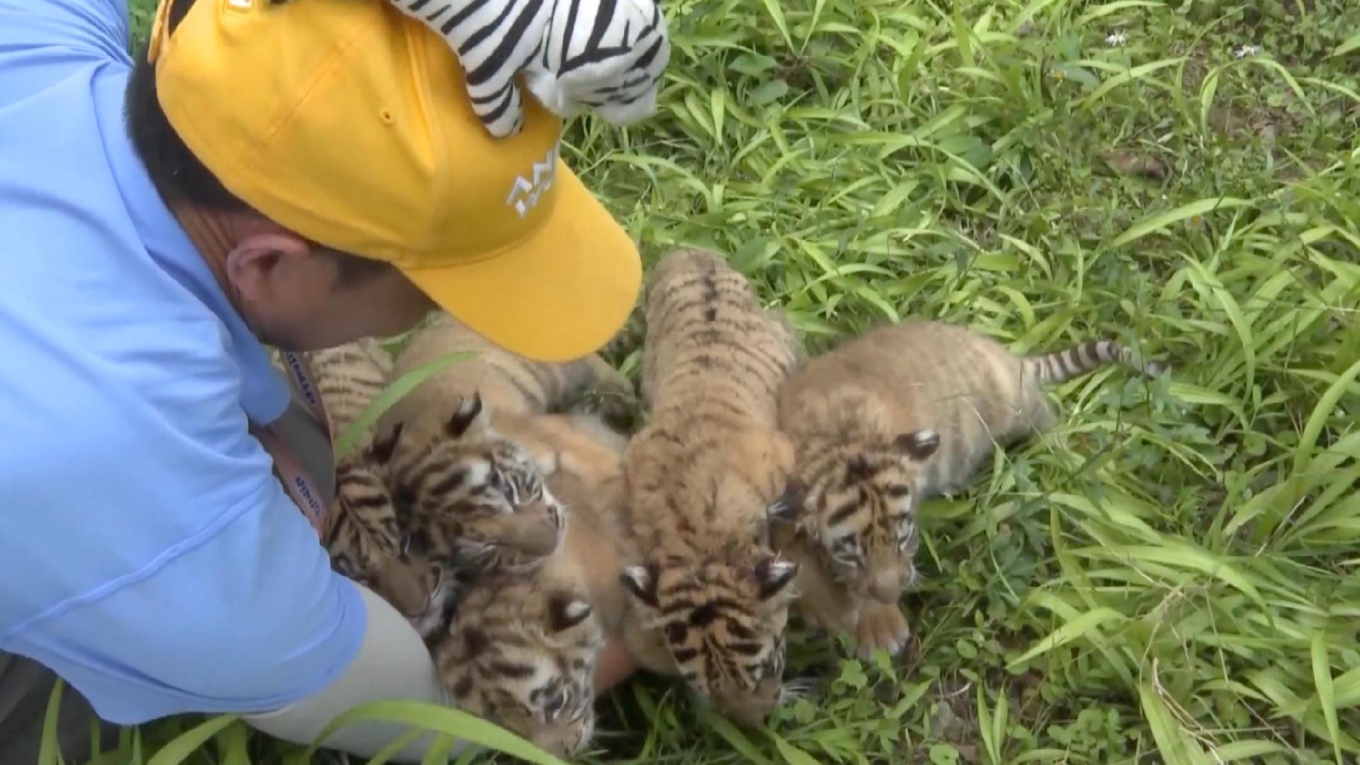 Quintuplet tiger cubs make debut in Chongqing, SW China - CGTN