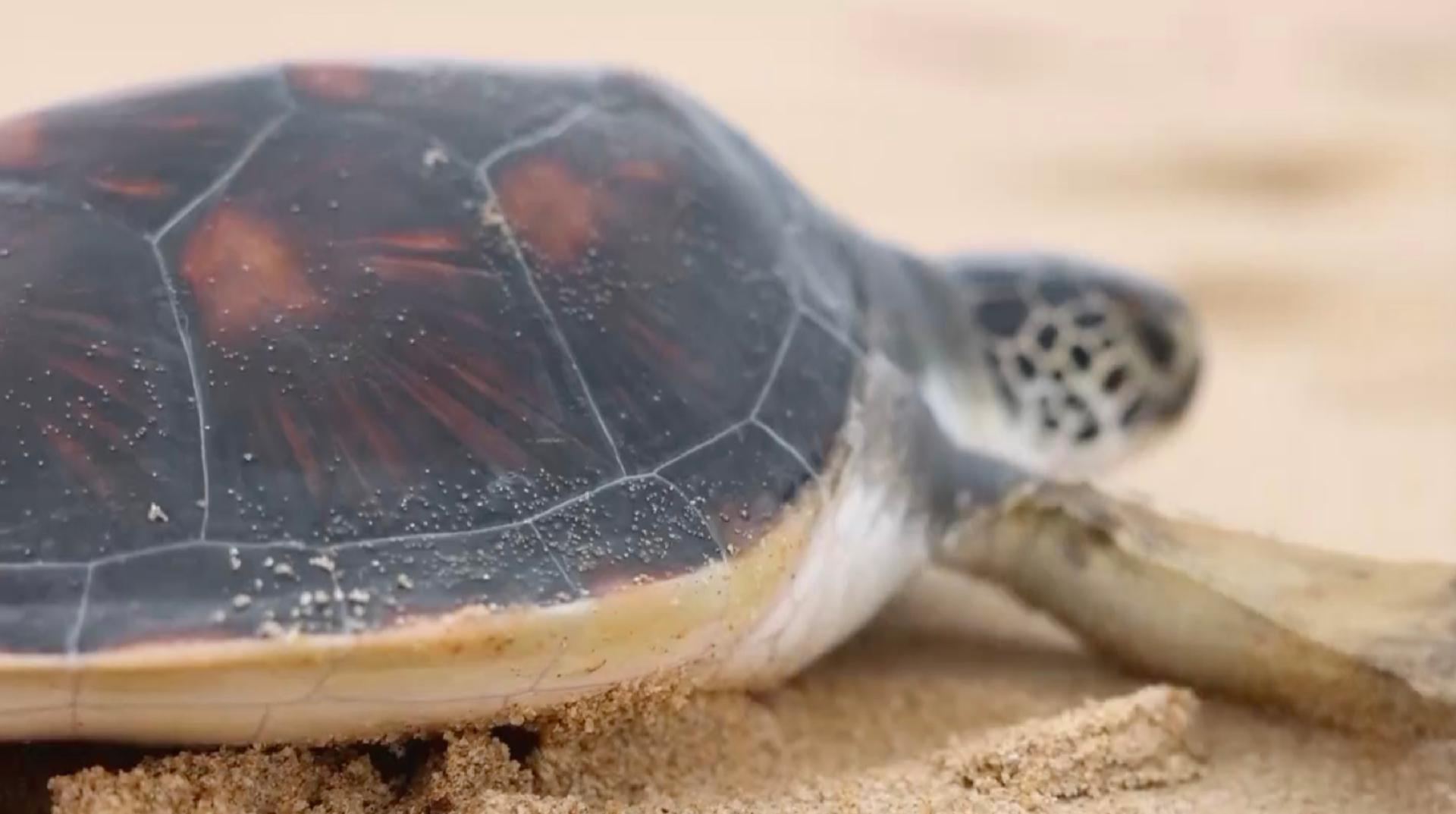 800 green sea turtles released in south China's Guangdong - CGTN