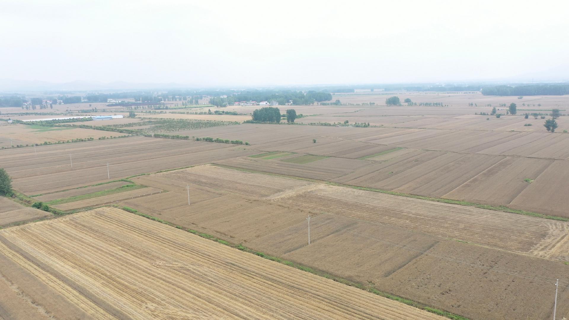 Heavy rain disrupts wheat harvest in Henan Province - CGTN