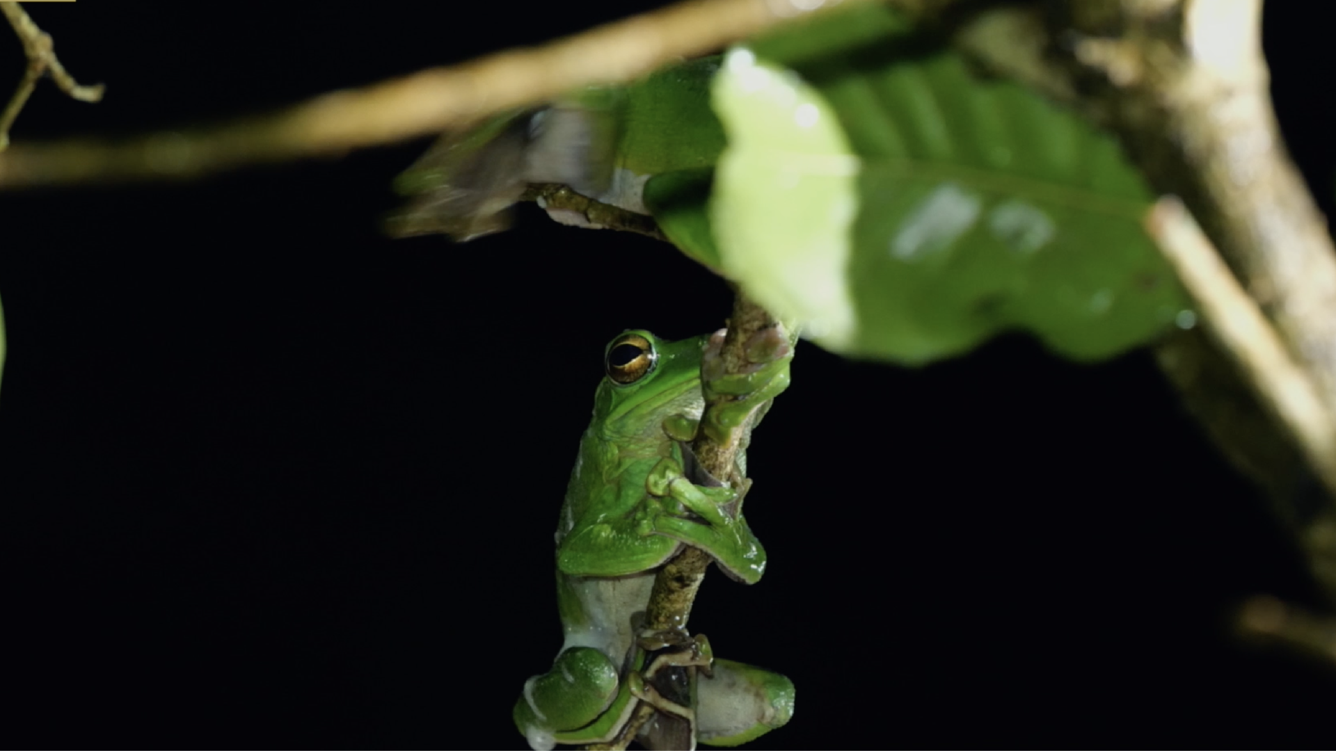 Greater Bay Area Series | Episode 4: Flying frog romance - CGTN