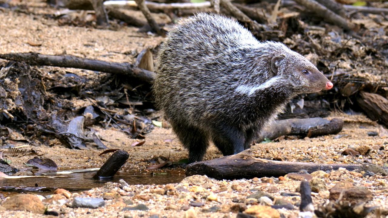 Greater Bay Area Series | Episode 5: Crab-eating mongoose - CGTN