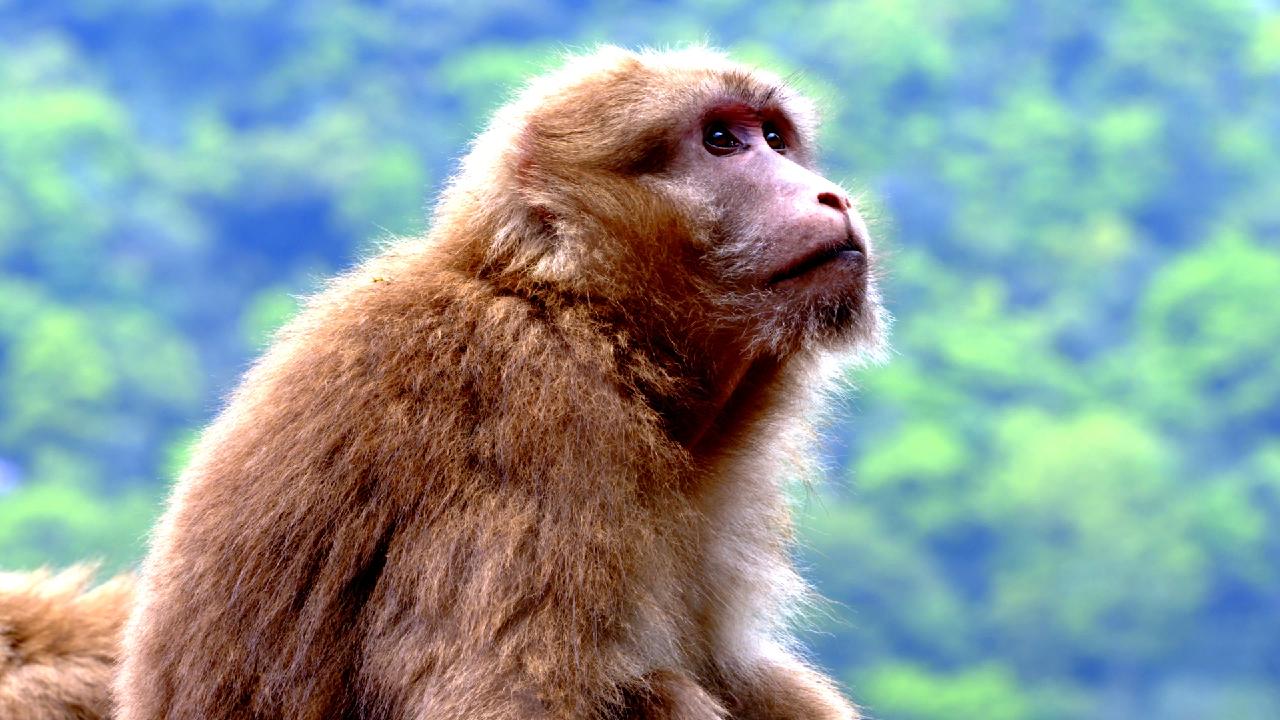 Southern Anhui Series | Episode 3: Stump-tailed macaque - CGTN