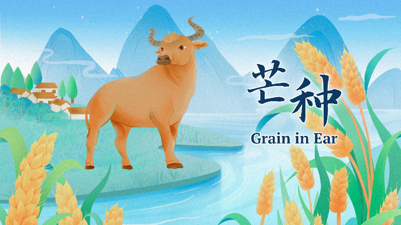 Why is the ox held in reverence during Grain in Ear? - CGTN