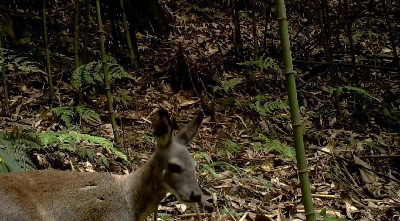 Wild musk deer cub found for the first time in Chongqing - CGTN
