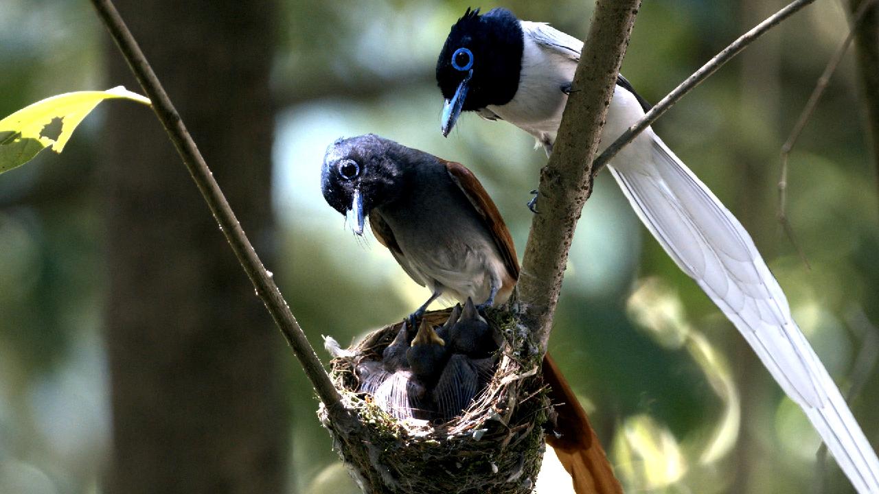 Asian Paradise-Flycatcher Series | Episode 3: Fight for the chicks - CGTN