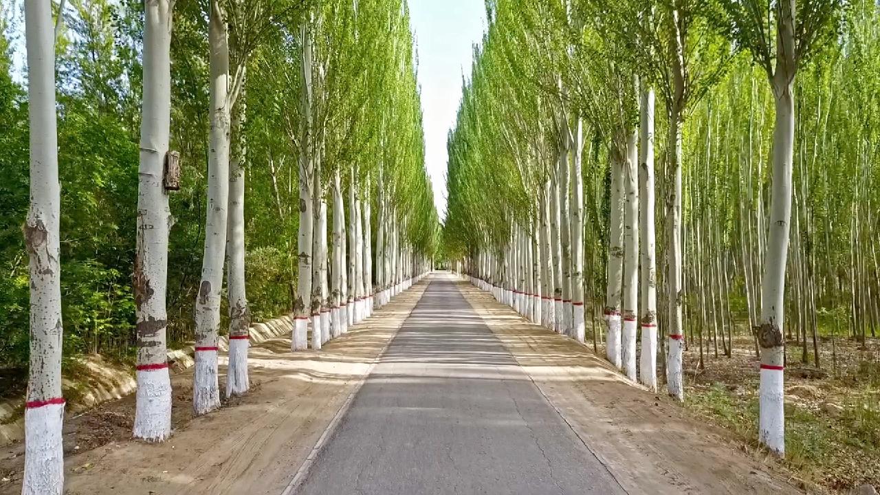 Decades of sand control transforms forest farm in north China's ...