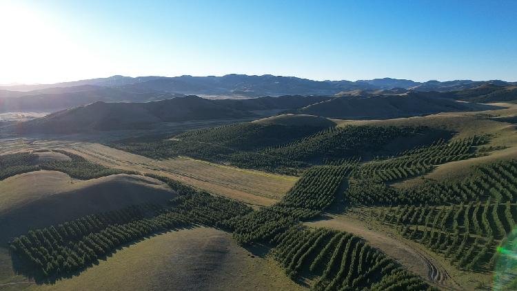 Expert: China's Three-North Shelterbelt Forest Program effective - CGTN