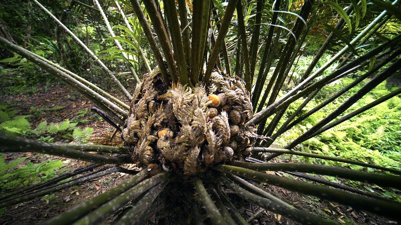 Greater Bay Area Series | Episode 8: Cycas fairylakea - CGTN