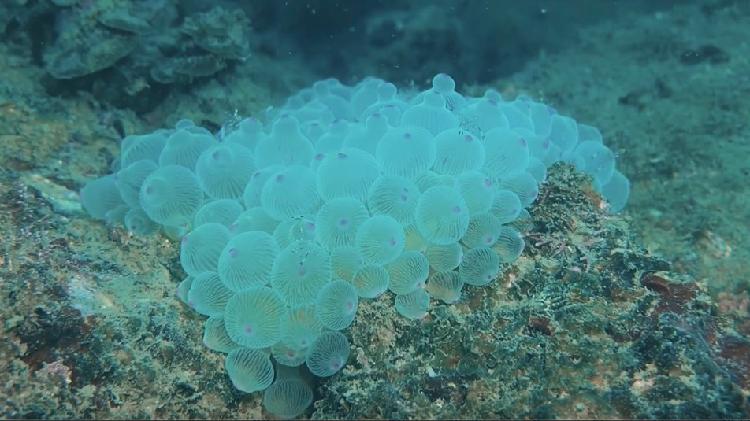 Greater Bay Area Series | Episode 9: Underwater home - CGTN