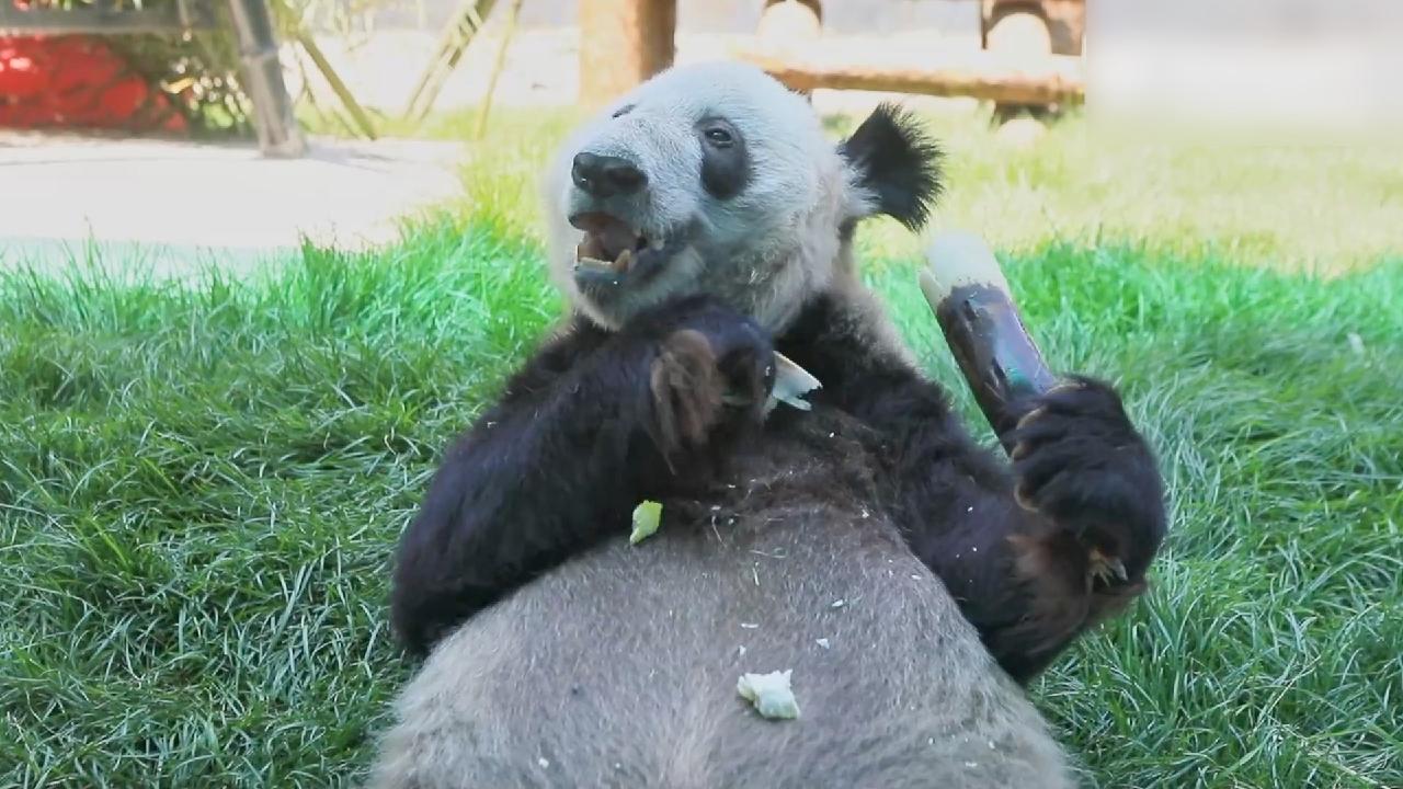 How panda Ya Ya begins her morning in her hometown Beijing - CGTN