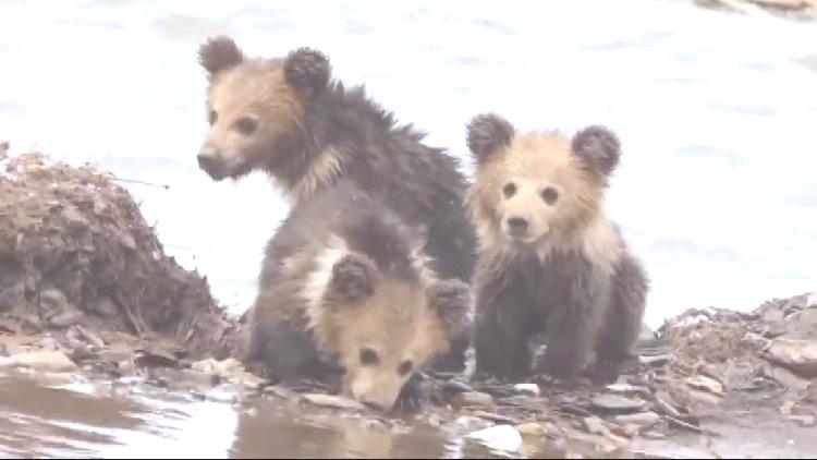 Little brown bears looking for mommy - CGTN