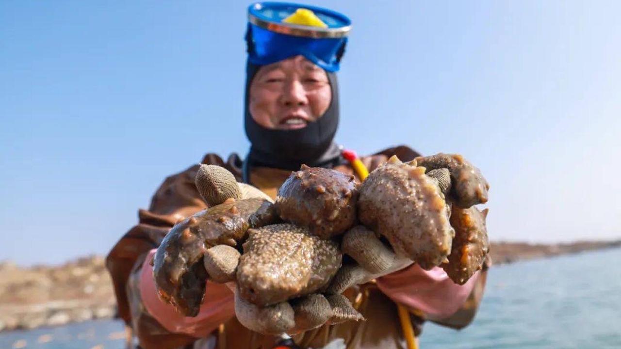 Sea cucumber harvest in full swing in Dalian - CGTN