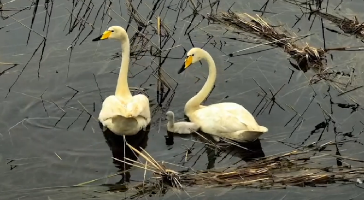 First-ever whooper swan natural breeding documented in Manas wetland - CGTN