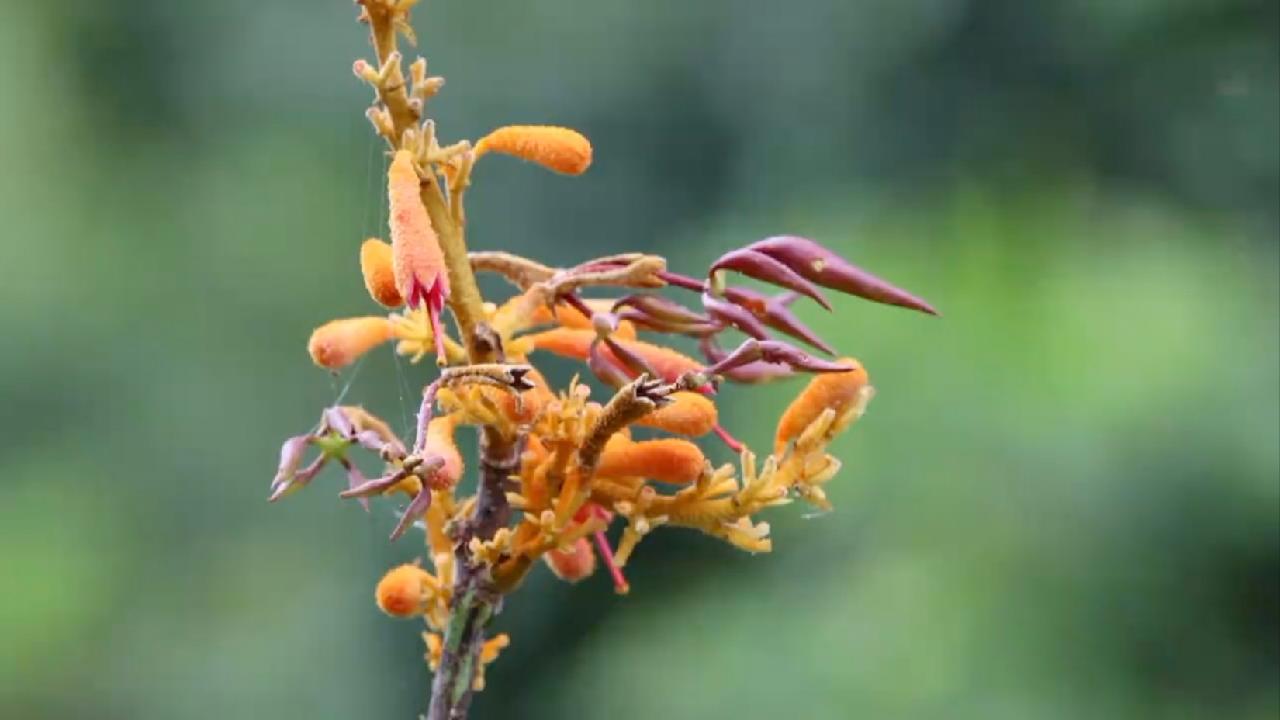 Rare plant Firmiana colorata found in Guangxi - CGTN