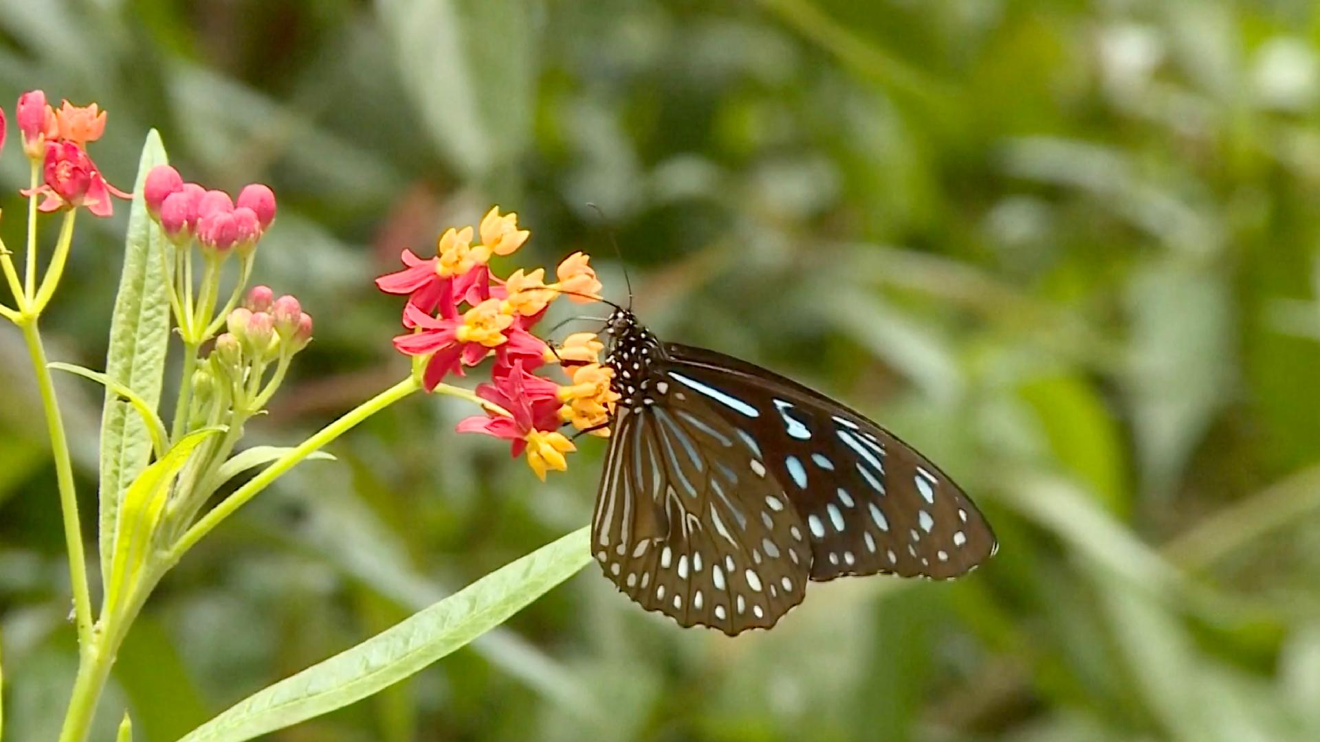 Spectacular butterfly boom appears in SW China's Yunnan - CGTN