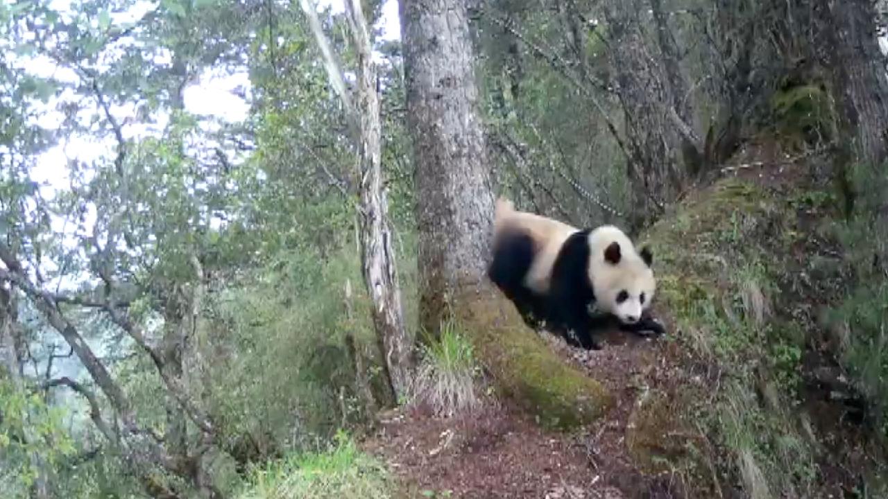 Cuteness alert! Wild giant panda smells the tree - CGTN