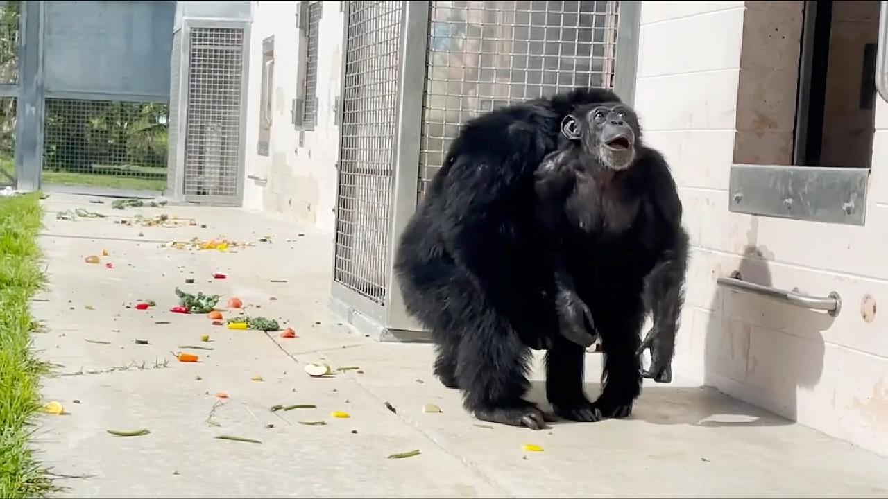 Chimpanzee caged for 28 years sees open sky for first time - CGTN