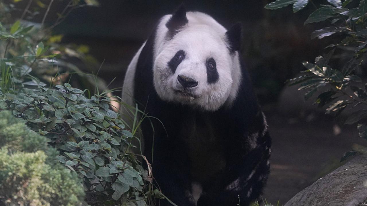 Giant panda Xin Xin celebrates 33rd birthday in Mexico - CGTN