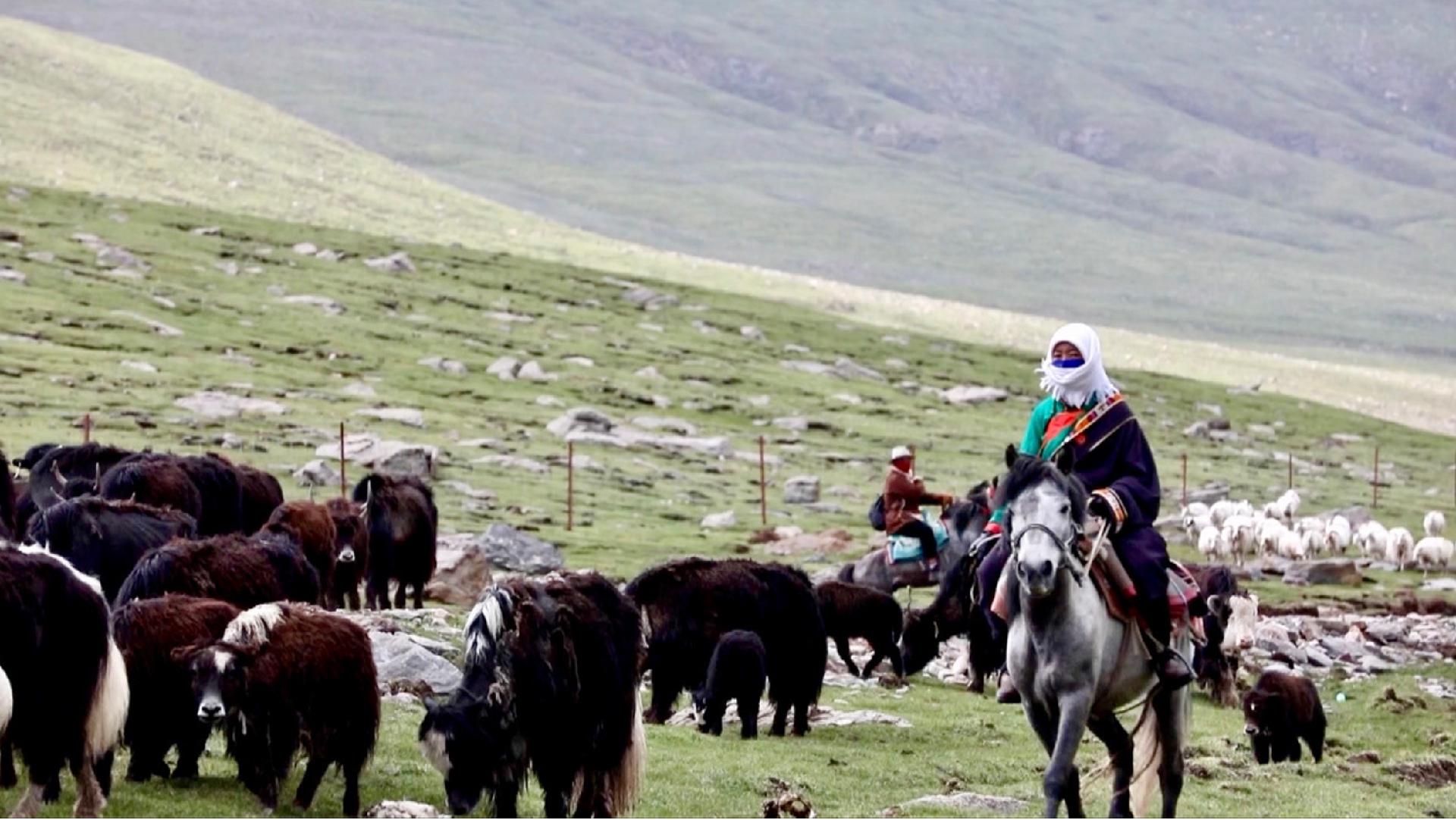 Herdsmen in Qinghai move livestock to summer pastures - CGTN