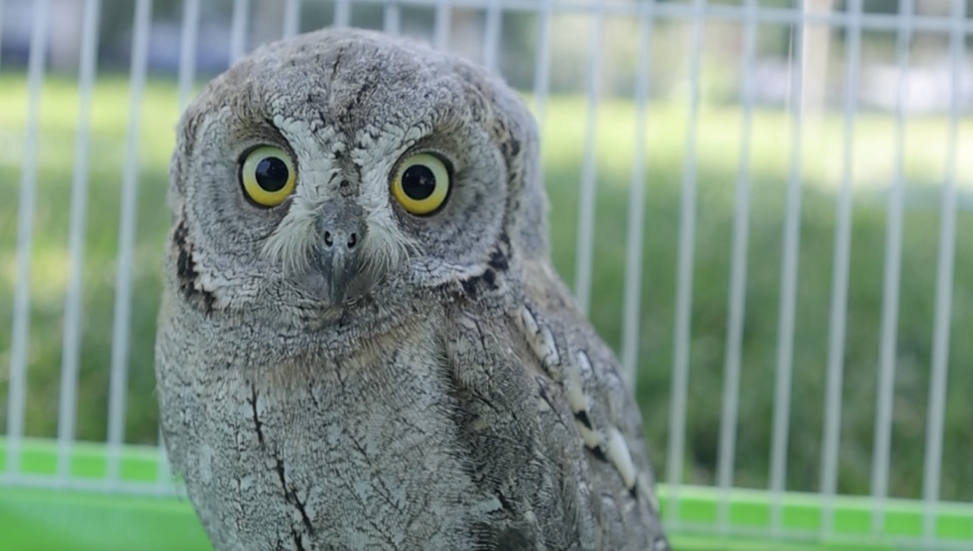 Long-eared owl rescued by police in NW China's Xinjiang - CGTN