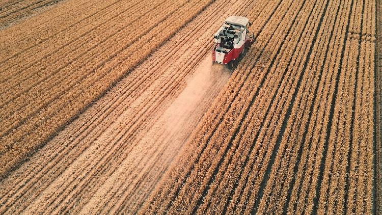 Global Food Security: Challenges facing zero hunger goal by 2030 - CGTN