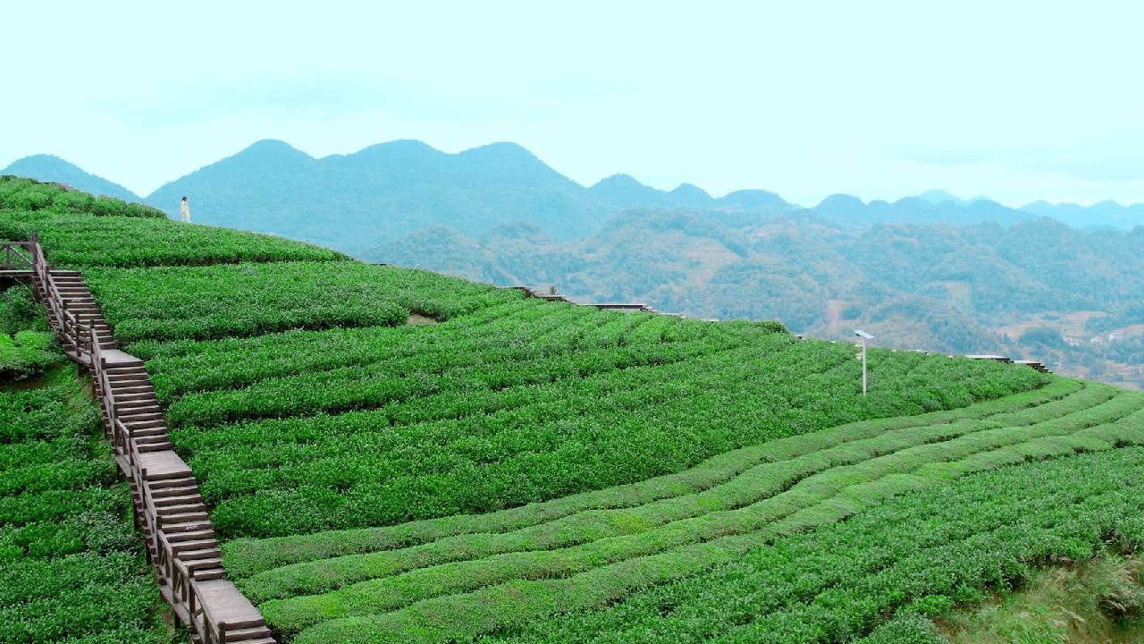 Unique natural environment produces fresh tea - CGTN