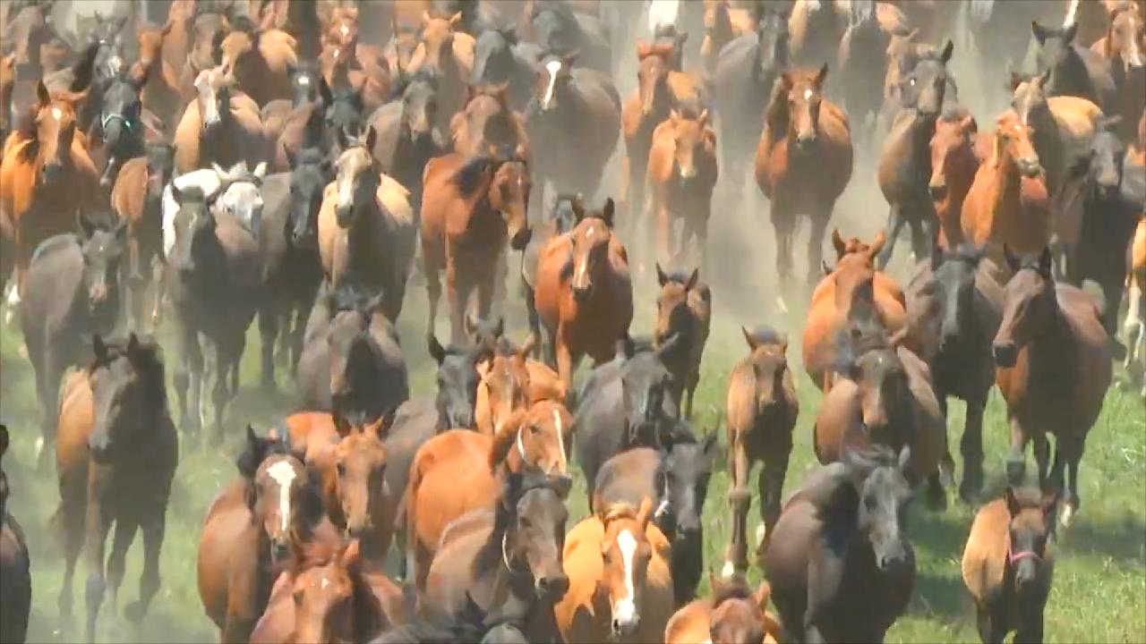 Aerial video: An amazing view of hundreds of galloping horses in ...