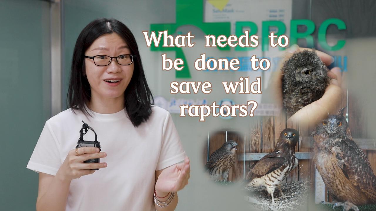What needs to be done to save wild raptors? - CGTN