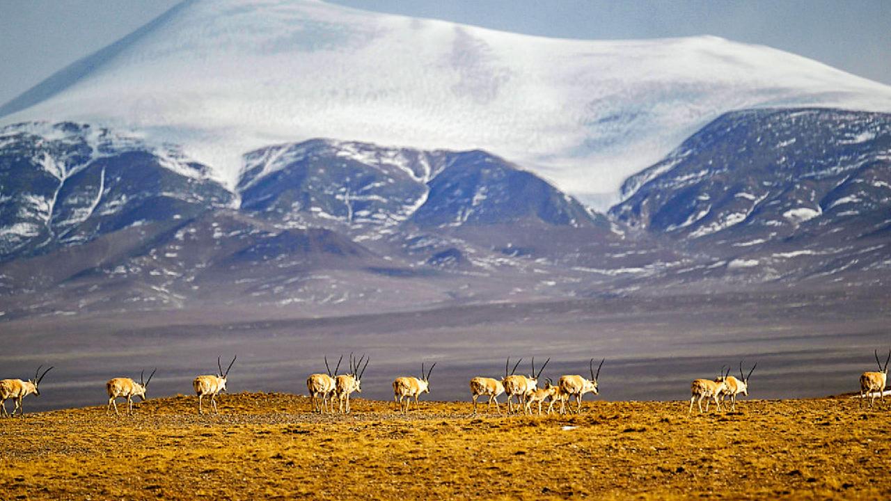 Annual migration of Tibetan antelopes underway in NW China's Hoh Xil - CGTN