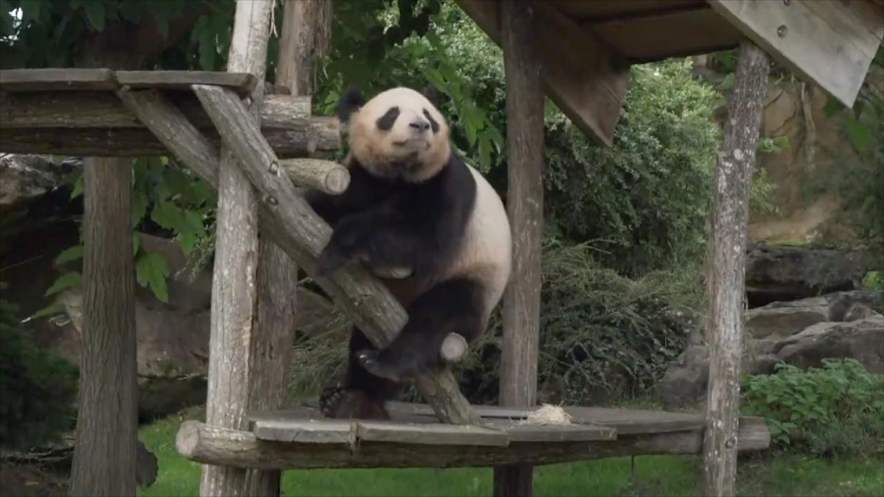 Panda-lovers bid farewell to Yuan Meng in France - CGTN