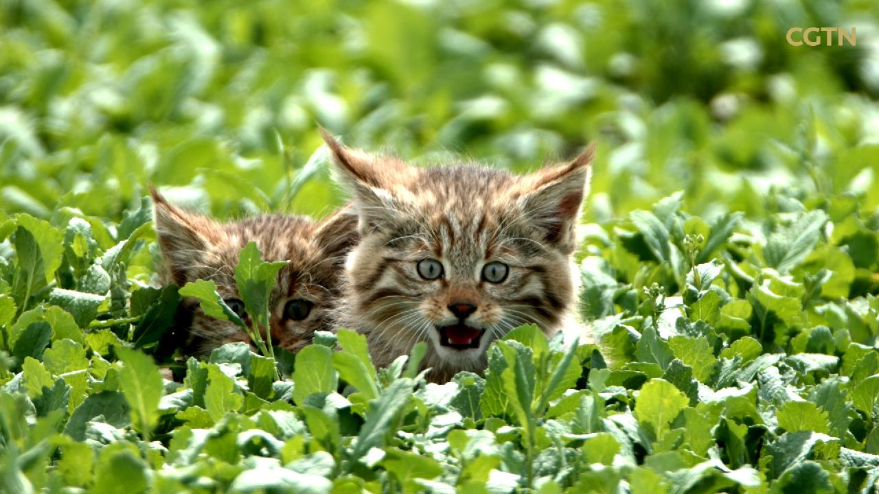 This cat is no ordinary cat - CGTN