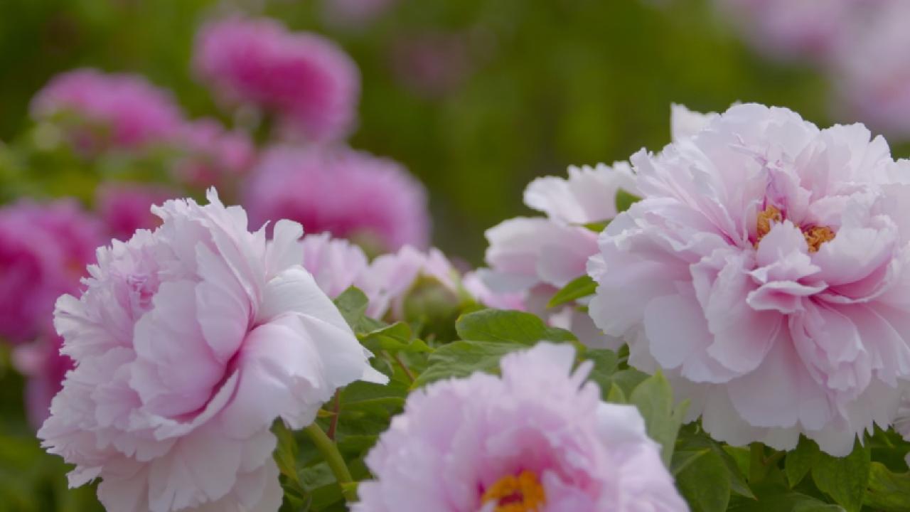 Heze photographer captures the allure of blooming peonies - CGTN