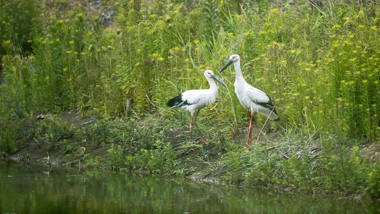 Aggregated oriental storks spotted in NE China for the first time - CGTN