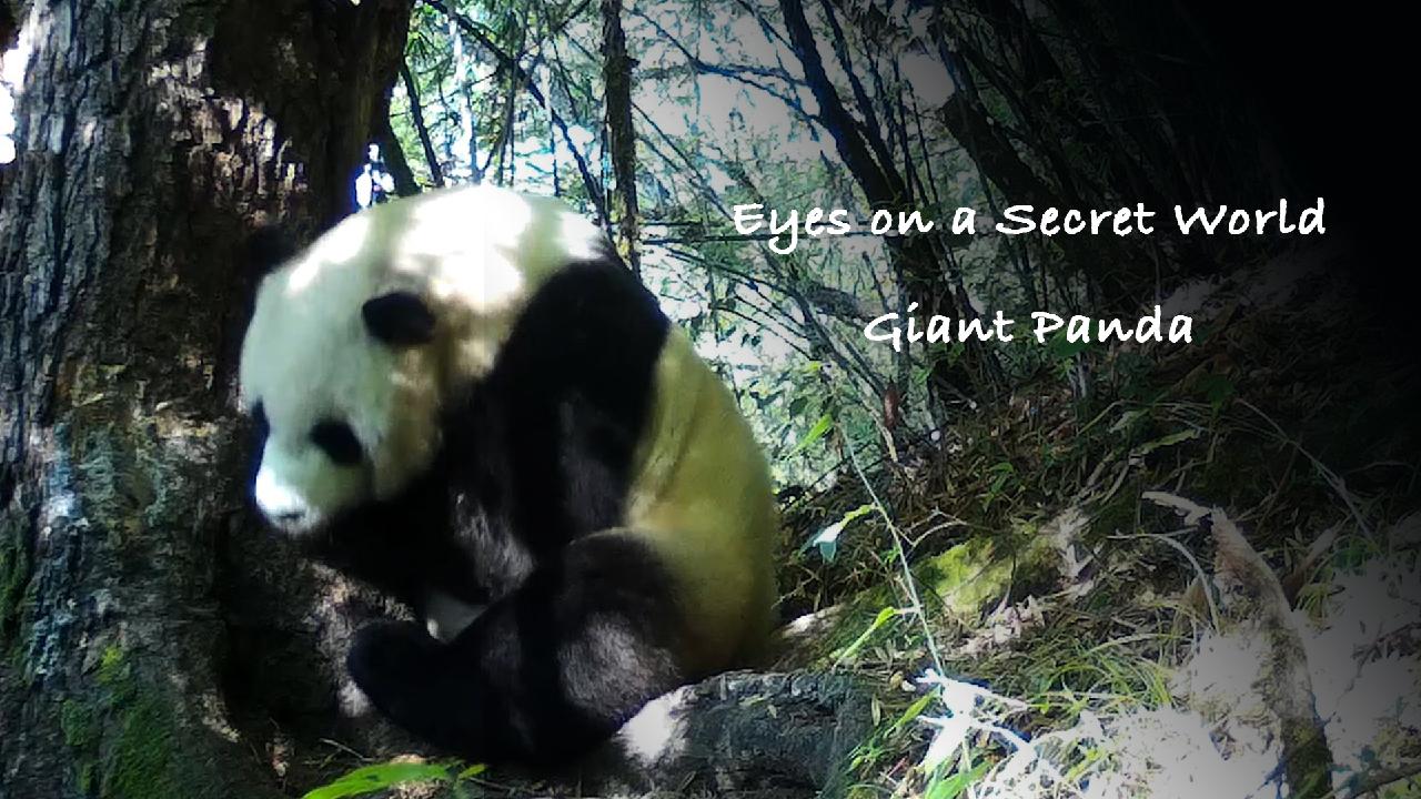Eyes on a Secret World Ep1: Giant panda - CGTN