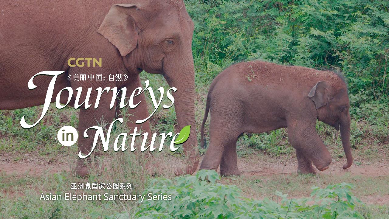 Asian Elephant Sanctuary Episode 2: Family always have your back! - CGTN