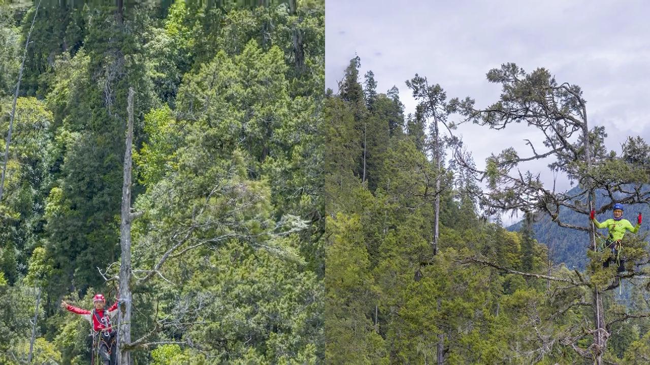 Full-length photos of Asia's tallest known tree - CGTN