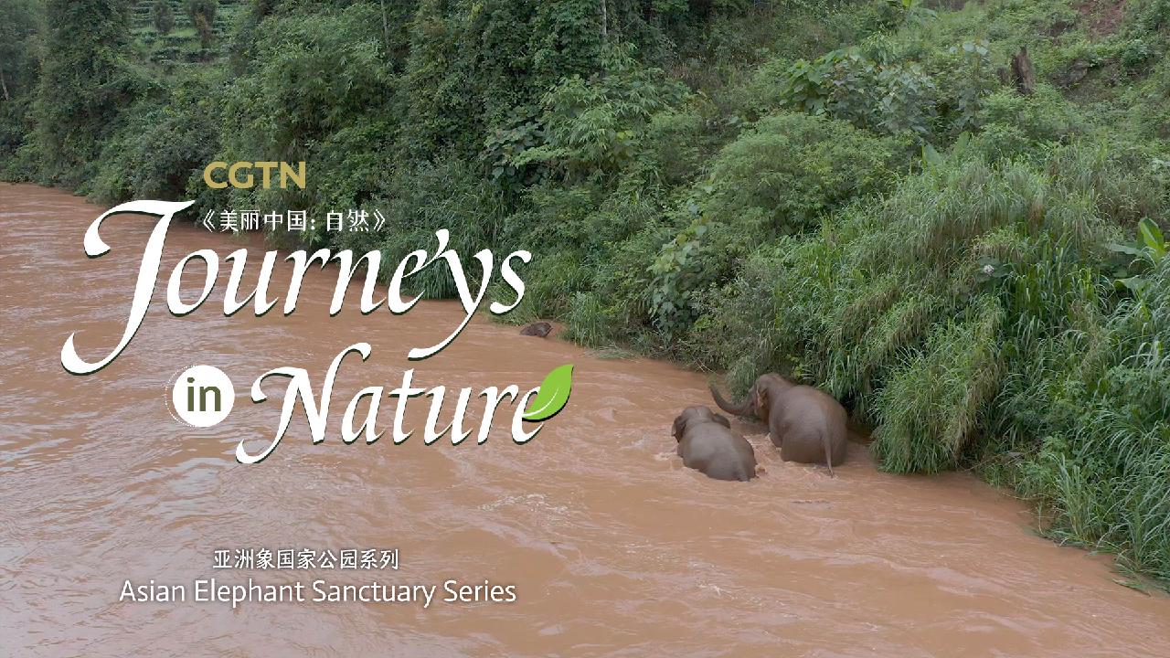 Asian Elephant Sanctuary Ep. 3: Learning to swim can save your life - CGTN