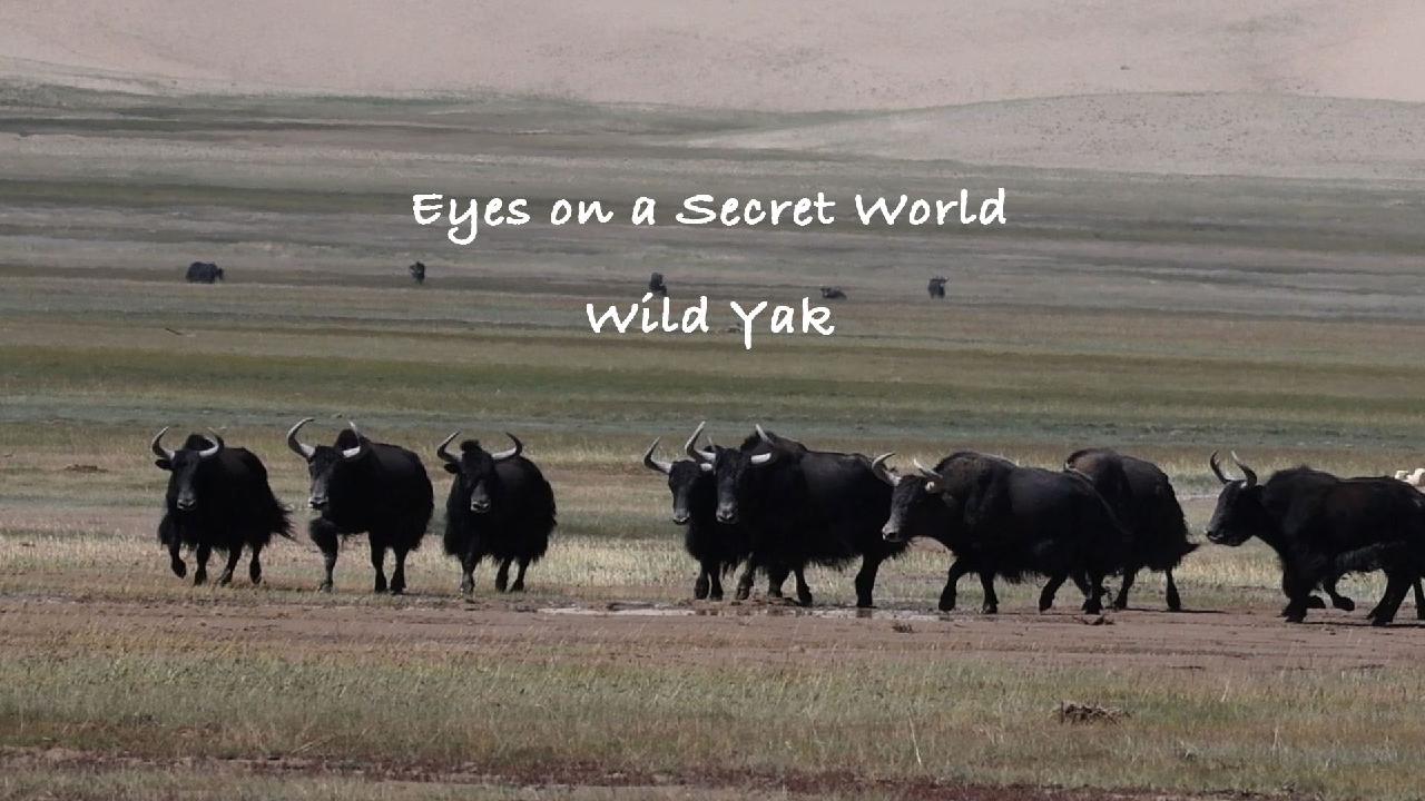 Eyes on a Secret World Ep 6: Wild yak - CGTN